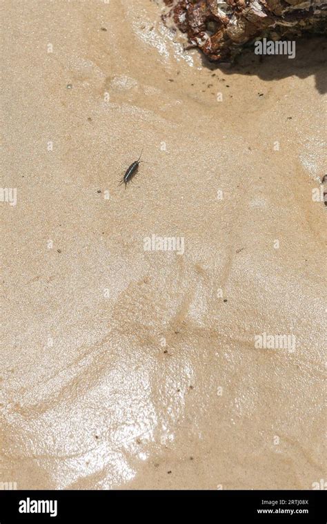 The Sea Roach Bug Or Sea Slater Sea Louse On Rough Stone Background