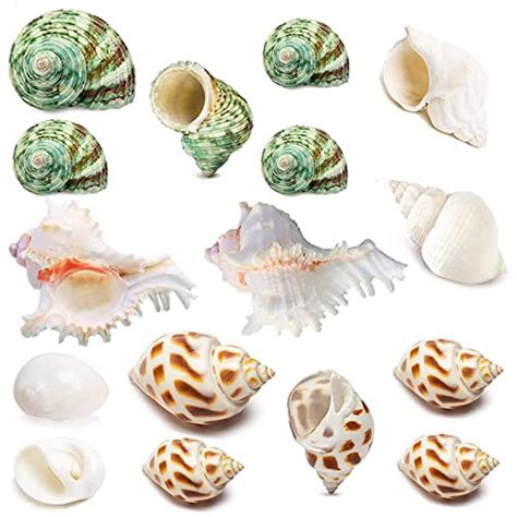 15pcs Hermit Crab Shells 5 Types Natural Hermit Crab Shells For