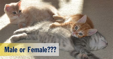 How To Determine The Gender Of Your Cat Factors That Affect A Cat S Gender The Cat Lovers