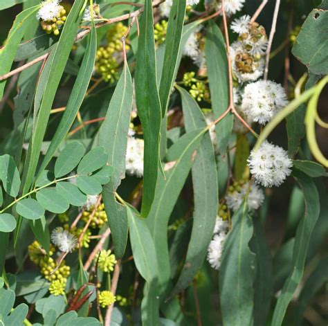 Eucalyptus Viminalis Manna Ribbon Gum For Sale Online Plants Australia