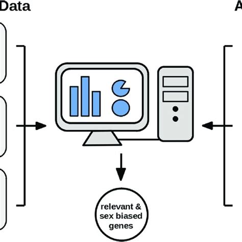 Identification Of Sex Biased Genes Using Gene Expression Data And