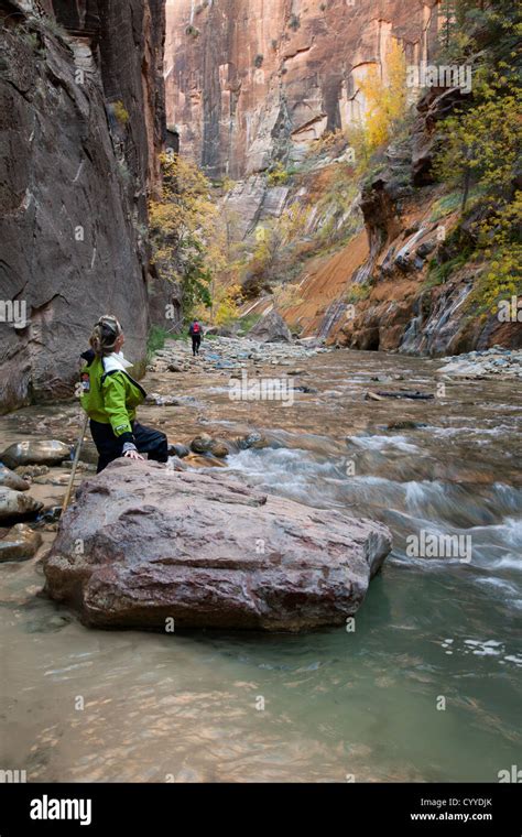 Woman Hiking In The Narrows In Fall Zion National Park Utah Stock