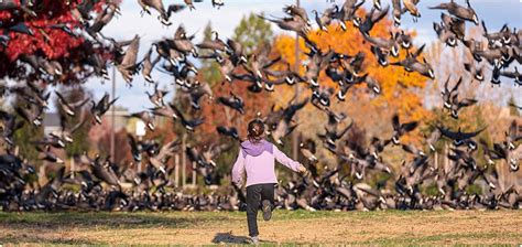 Do Geese Return To The Same Place Every Year Go Geese Go