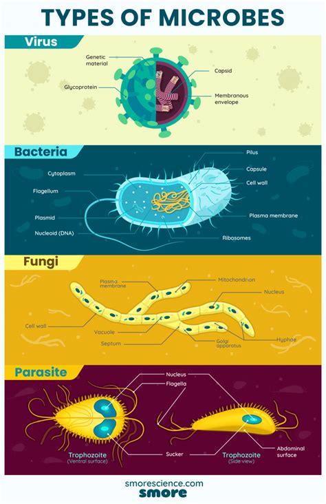 Types Of Microbes A Comprehensive Guide Into The Unseen World Smore Science