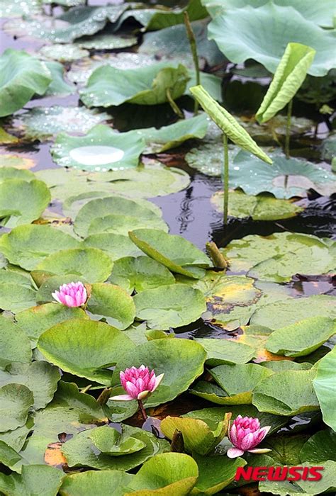 雨に濡れる蓮の花 Chosun online 朝鮮日報