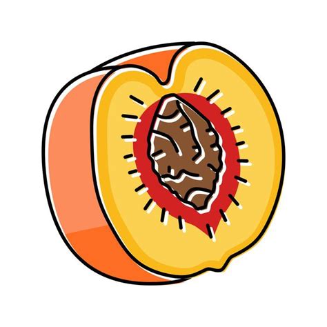 Peach Pit Vector Art Icons And Graphics For Free Download