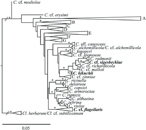 Maximum Likelihood Topology From Raxml Analysis Depicting The