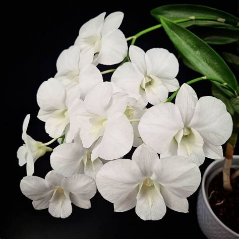 Yellow Dendrobium Orchid Combo Plantzone