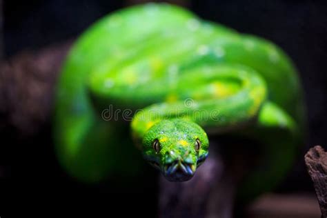 Green Tree Python Stock Image Image Of Reptile Nature 34727357