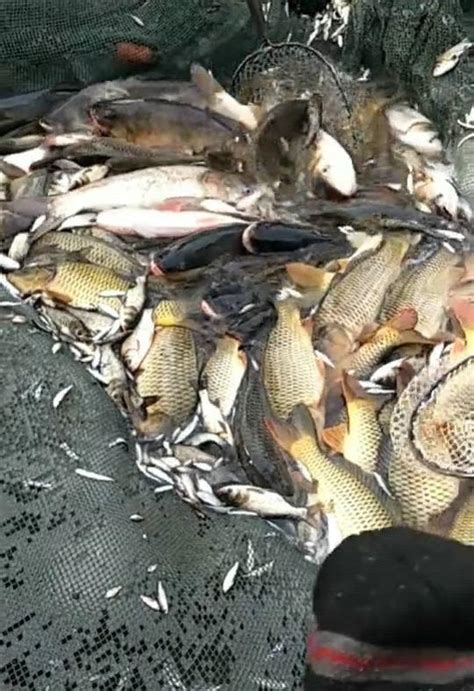 直播捕魚成網紅，月入數萬，可也招來指責 每日頭條