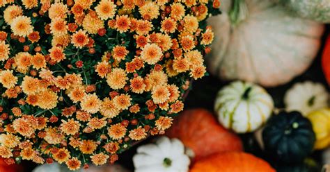 Fall Planter Ideas Riverview Tree And Landscaping
