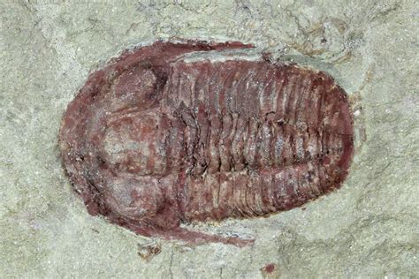 95 Red Ordovician Trilobite Euloma Zagora Morocco 105792 For