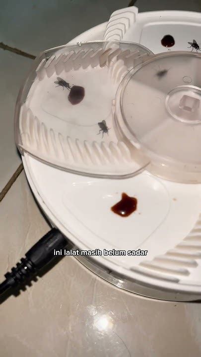 Pembasmi Lalat Meresahkan Youtube