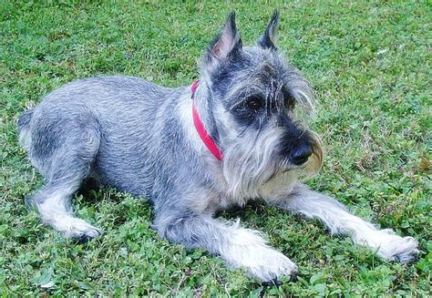 미니어처 슈나우저 세련된 콧수염을 가진 훌륭한 경비견 비마이펫 크리에이터즈