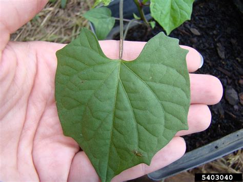 Ipomoea Coccinea Red Morning Glory Go Botany