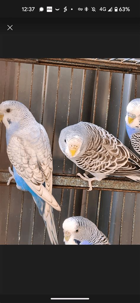 Hi Is This Male Or Female Budgie Rbudgies