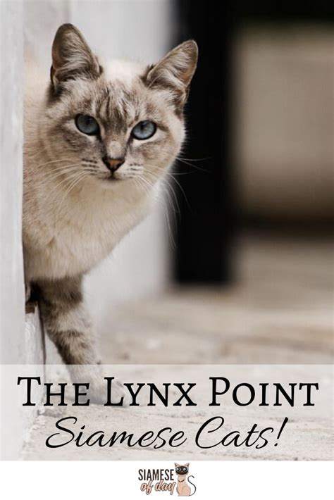 All About The Lynx Point Siamese Cats Siamese Of Day Cats Siamese