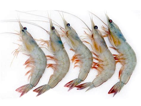 Fresh Extra Small Prawns 300 Countkg Buy Online