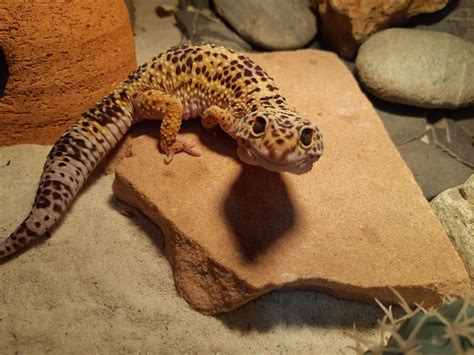 As Of Today I Am Finally A Leopard Gecko Mom Everyone Meet Bowie