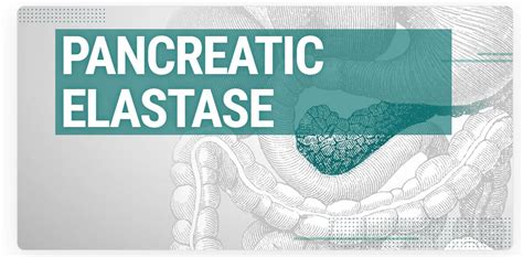 Pancreatic Elastase Là Gì