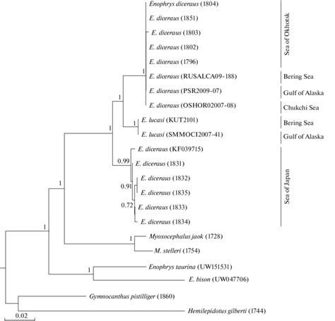 Bayesian Tree Constructed On The Basis Of Sequence Analysis Of The Coi Download Scientific