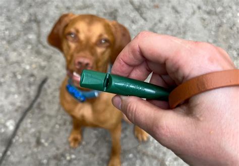 What Do Dog Whistles Do How They Work And Their Benefits