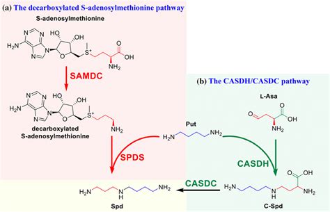The Spermidine Biosynthetic Pathway A The Decarboxylased Download