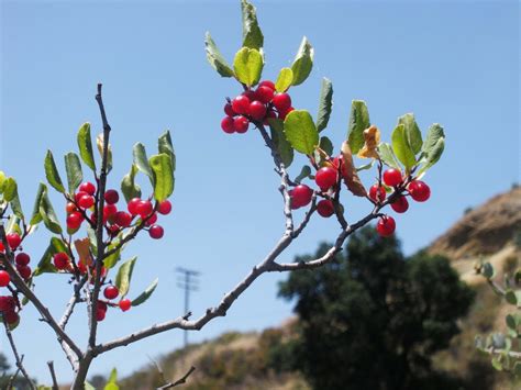 Rhamnus Ilicifolia