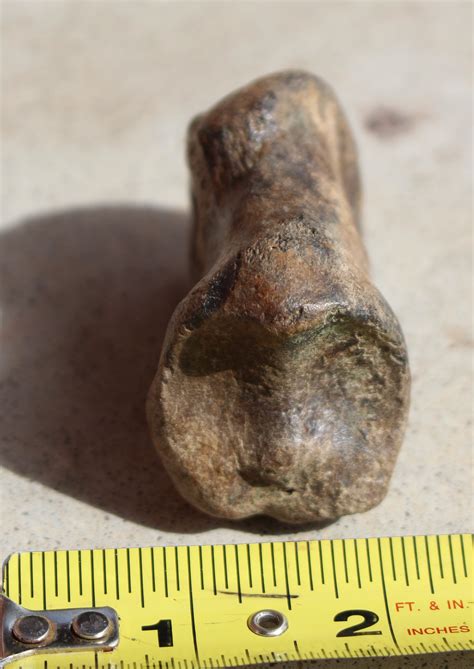 Phalanx From What Fossil Id The Fossil Forum