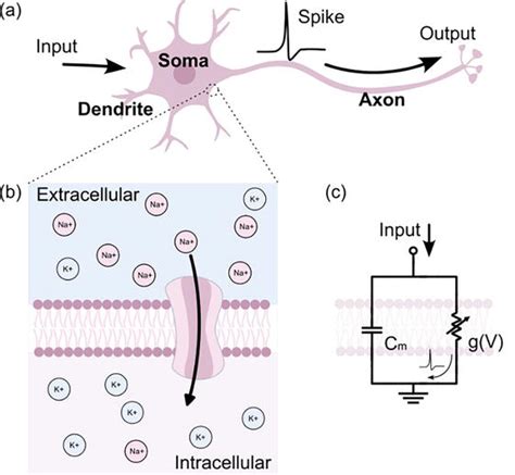 A Trivial Implementation Of An Analog Spiking Neuron Using A Memristor