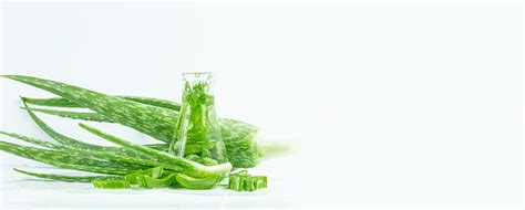 알로에 베라 흰색 배경 알로에 베라 와 흰색 배경에 병을 추출 알로에 베라 에센셜 오일 추출물의 병을 클로즈업 알로에베라 잎과 흰색 배경에 고립 된 슬라이스를 잘라 스킨