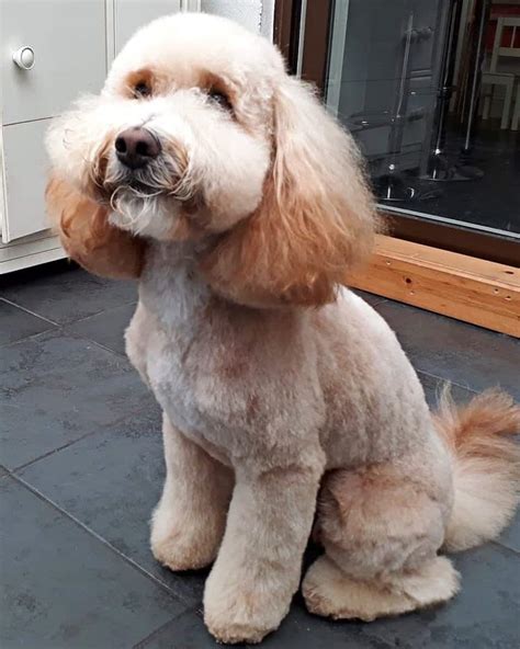14 Best Cockapoo Haircuts With Pictures 2026 Updated
