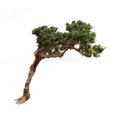 Tree Bent By The Wind Isolated On White Background Stock Image Image