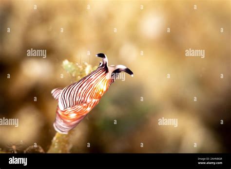Las Planarias Gusanos Planos Platyhelminthes Plathelminthes O
