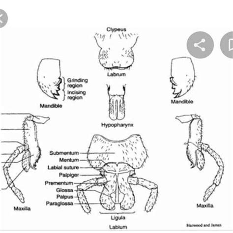 Grasshopper 2pdf Biology Notes Teachmint