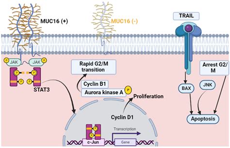 Cancer Antigen Ca 125 01 At Lori Birdwell Blog