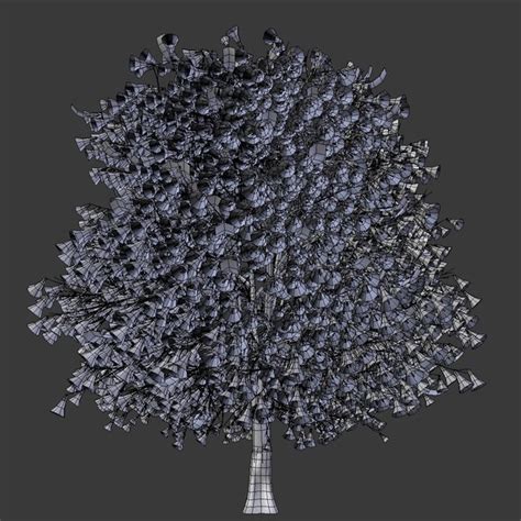 Modelo 3d Jacaranda Joven Y Madura Turbosquid 1418130