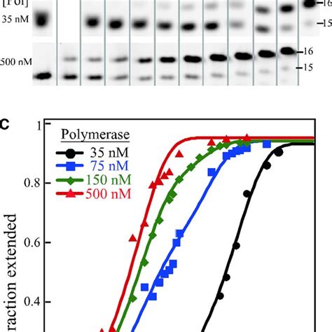 Single Nucleotide Extension Studies A Dna Substrate And Rapid Quench