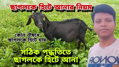 সঠিক পদ্ধতিতে ছাগলকে হিটে আনা ছাগলের ডাক আসছে না কি করব ছাগলকে হিটে আনার নিয়ম হিটে আনার
