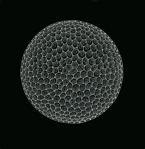 Post By Geometrymatters · 4 Images Patterns In Nature Diatom