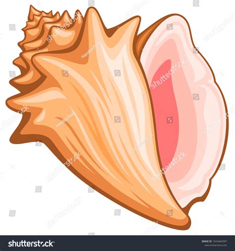 Vector Illustration Conch Shell Stock Vector Royalty Free 1024464397