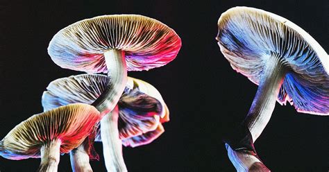 La Psilocybine Pourrait être Aussi Efficace Que Les Antidépresseurs Courants Dans Le Traitement