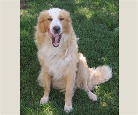 Clear Sable And White English Shepherd Club