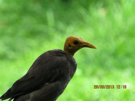 Birders Diary นกเอี้ยงหัวล้าน