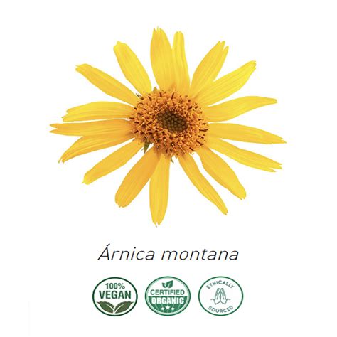 Aceite Arnica Montana Orgánico Infusión