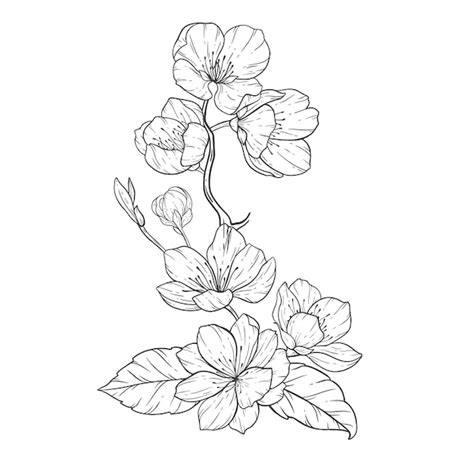 Dessin Trait Floral Illustration Contour Fleur Sakura Dessin Trait