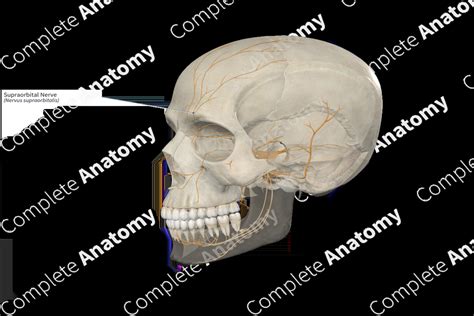 Supraorbital Nerve Complete Anatomy