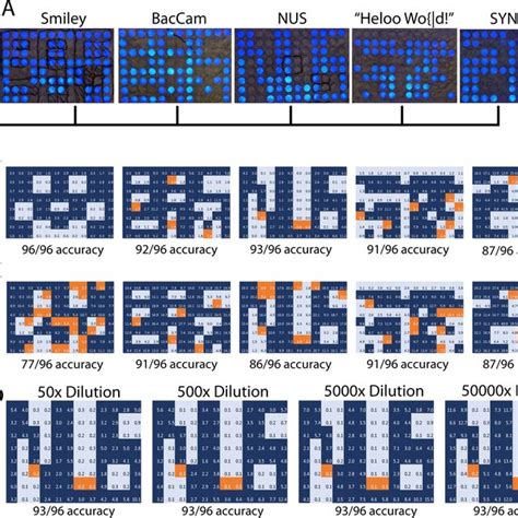 Workflow Of Baccam A Encoding Of Light Into Bacteria And Barcoding For