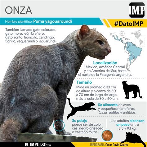 Datoimp La Onza Puede Saltar Hasta Dos Metros 21nov El Impulso