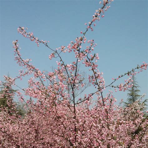 Feng Ye Research Associate Professor Phd Xidian University Xian School Of Mathematics